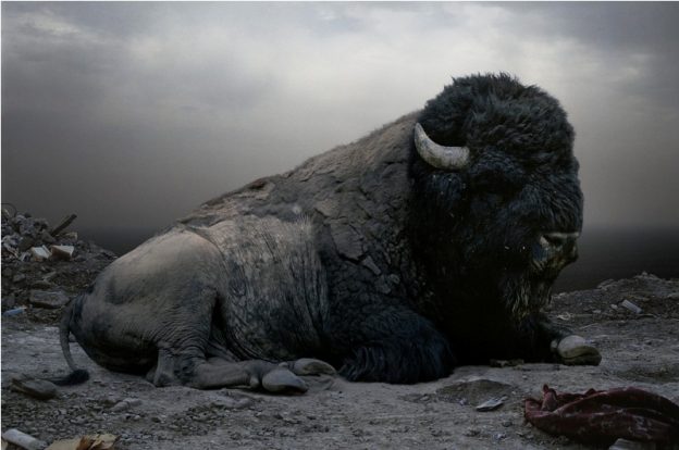 ≡ Apocalyptic Animal Kingdom Of Simen Johan Brain Berries