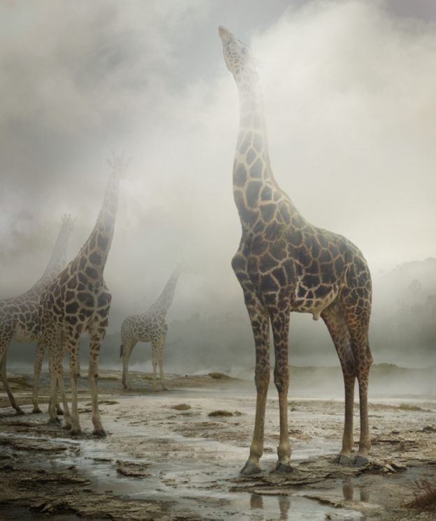 Apocalyptic Animal Kingdom Of Simen Johan