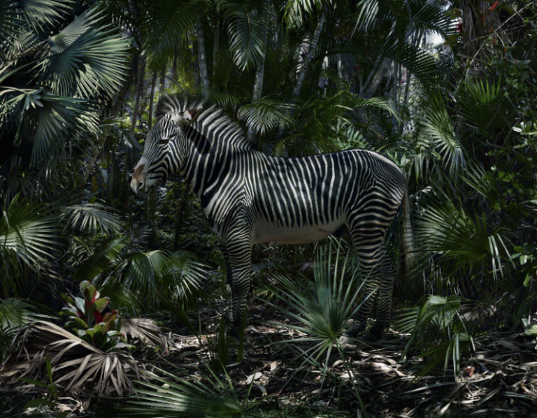 Apocalyptic Animal Kingdom Of Simen Johan