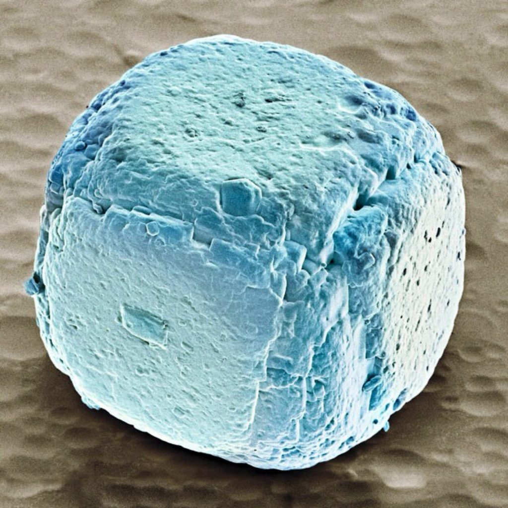 Foods Under The Microscope