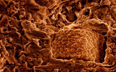 Foods Under The Microscope