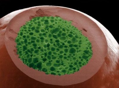 Foods Under The Microscope