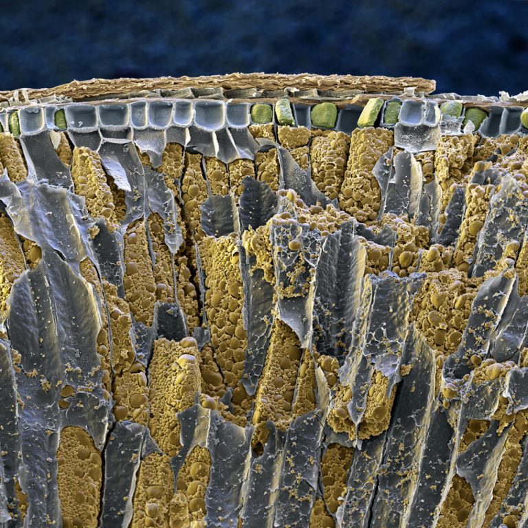 Foods Under The Microscope