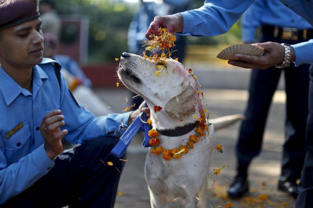 ≡ World’s Most Beautiful Festivals Dedicated To Animals Brain Berries