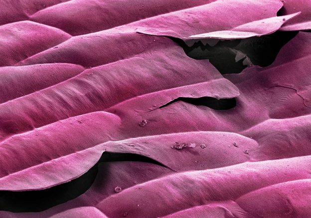 Foods Under The Microscope