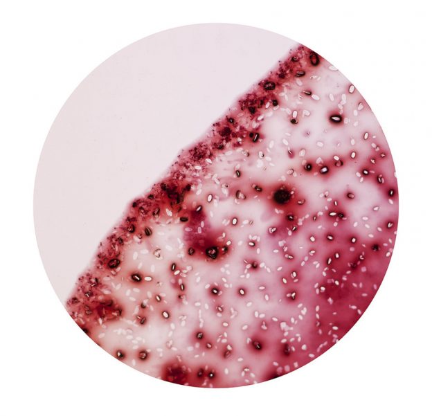 Foods Under The Microscope