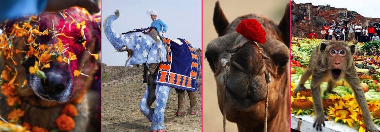 ≡ World’s Most Beautiful Festivals Dedicated To Animals Brain Berries