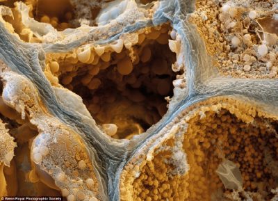 Foods Under The Microscope