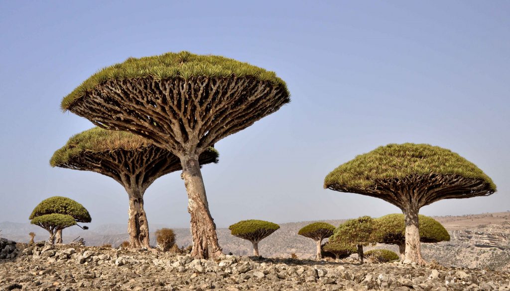 14 Mind-Blowing Examples of Alien & Beautiful Nature