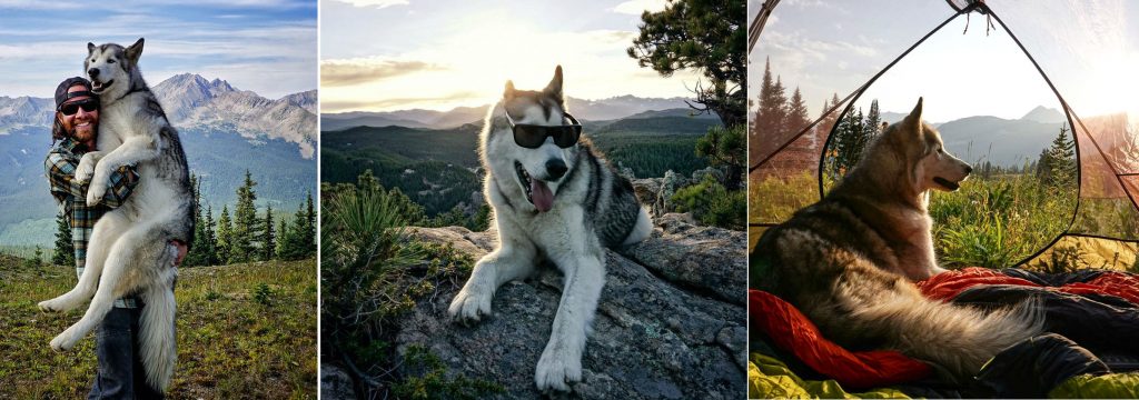 ≡ Loki the Wolfdog Brain Berries