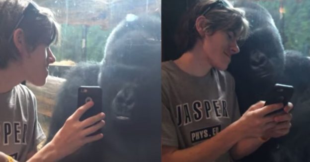 These Amazing Animals Look So Much Like Humans!