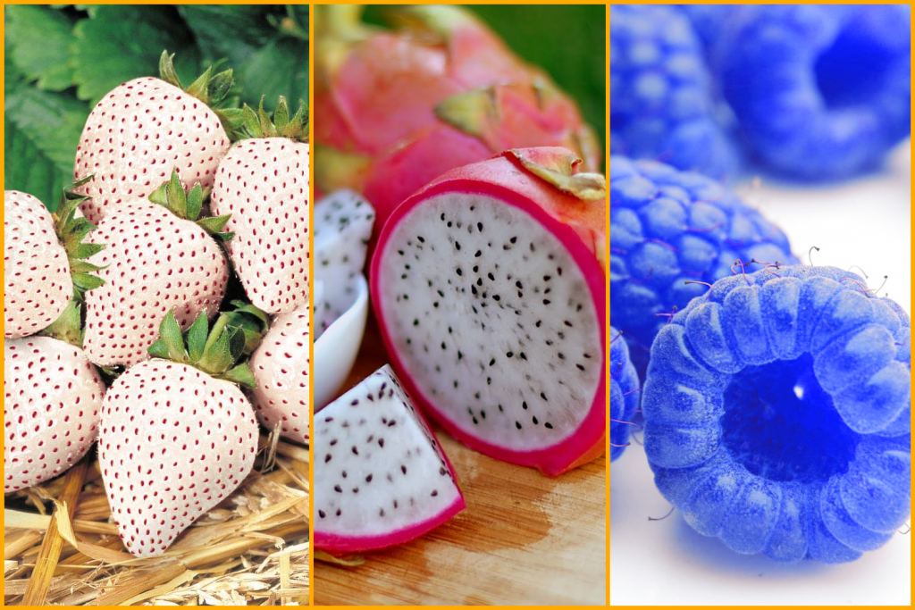 10 Weirdest Delicious Looking Fruits Brain Berries 10-weirdest-delicious-looking-fruits-brain-berries