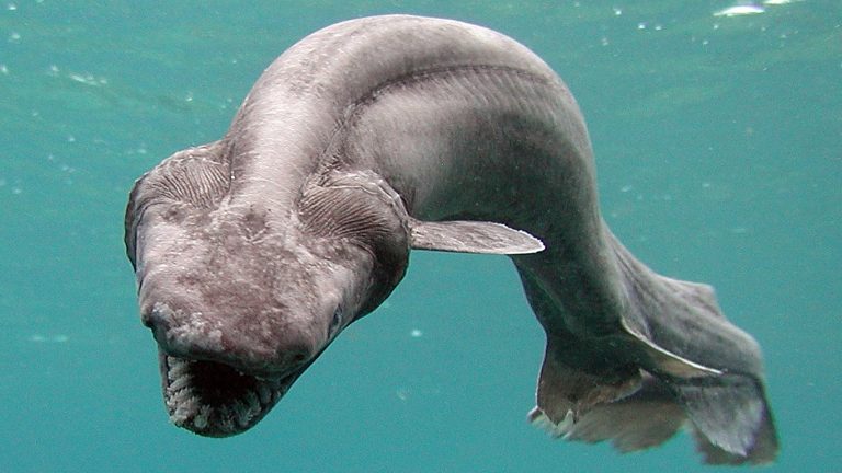 15 of The Most Terrifying Animals You Never Knew About