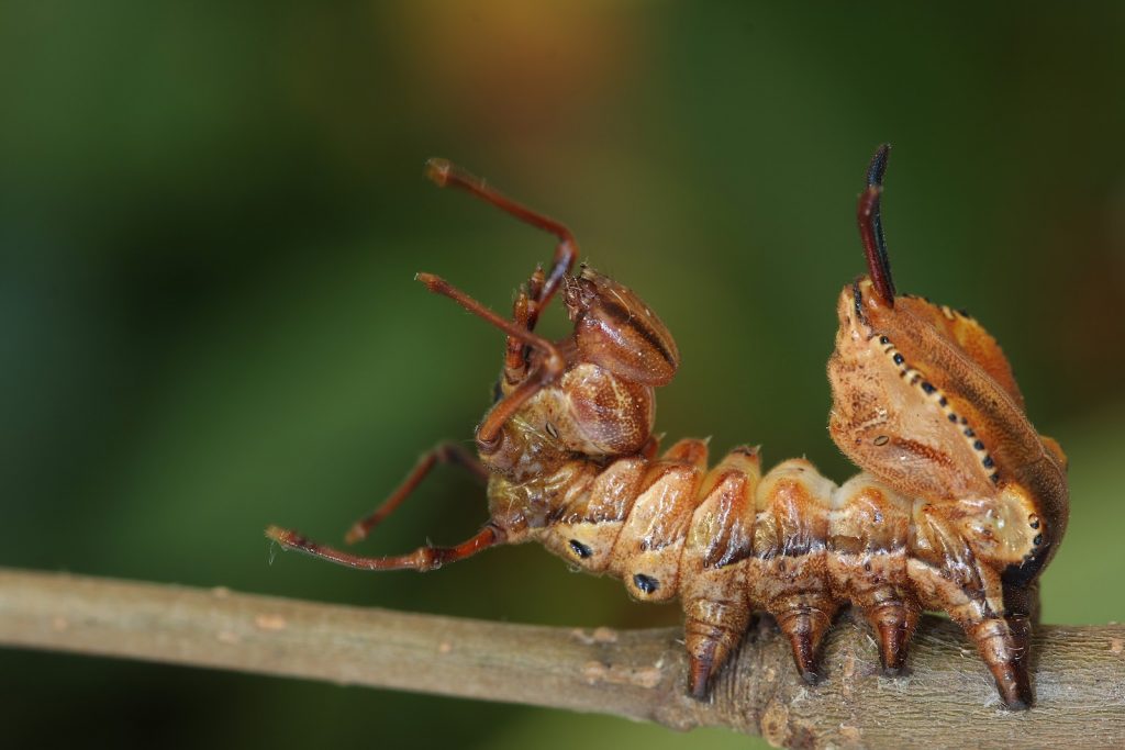 ≡ 15 of The Most Terrifying Animals You Never Knew About Brain Berries