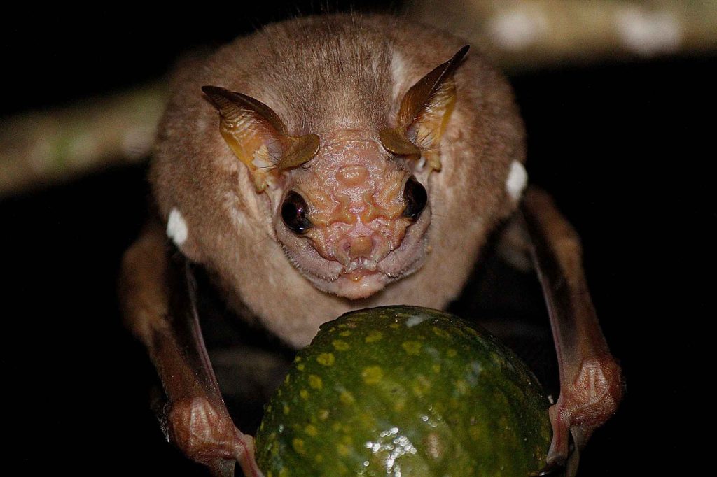 ≡ 15 of The Most Terrifying Animals You Never Knew About Brain Berries