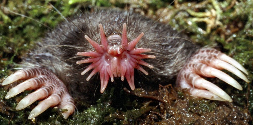≡ 15 of The Most Terrifying Animals You Never Knew About Brain Berries