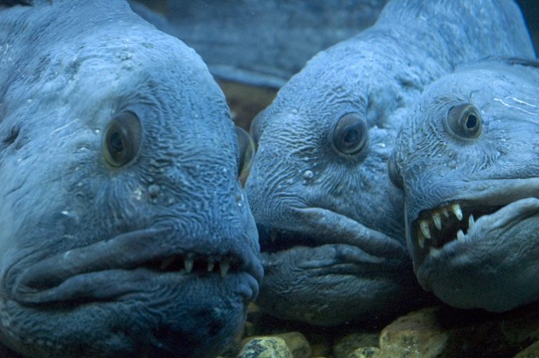 ≡ 15 of The Most Terrifying Animals You Never Knew About Brain Berries