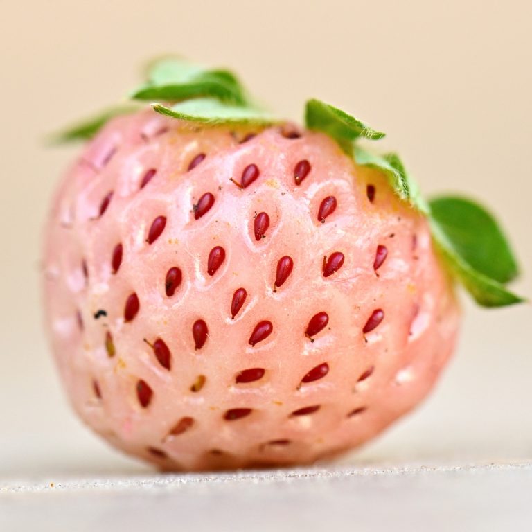 ≡ 10 Weirdest Delicious-Looking Fruits Brain Berries