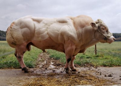 ≡ Buff Domestic Animals Who Look Like the Arnold Schwarzeneggers Of The ...