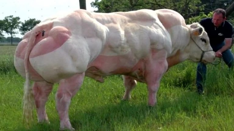 Buff Domestic Animals Who Look Like the Arnold Schwarzeneggers Of The ...