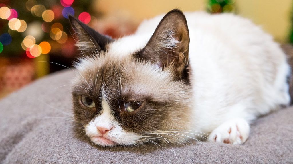 15 Most Famous Internet Cats