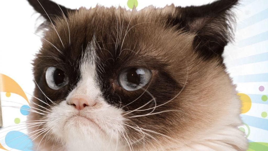 ≡ 15 Most Famous Internet Cats Brain Berries