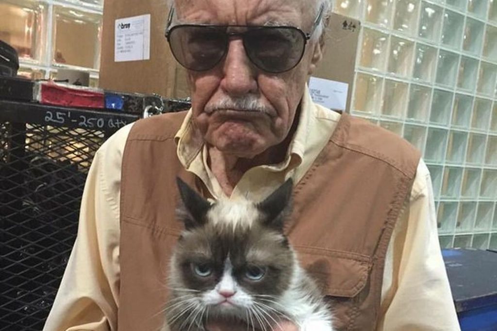 15 Most Famous Internet Cats