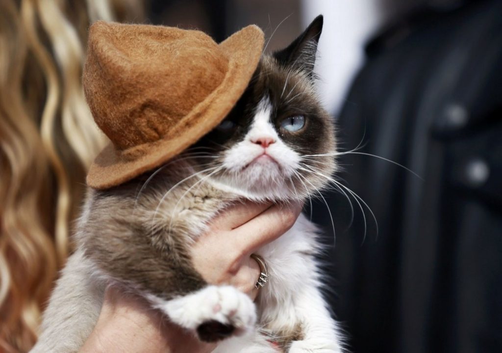 ≡ 15 Most Famous Internet Cats Brain Berries