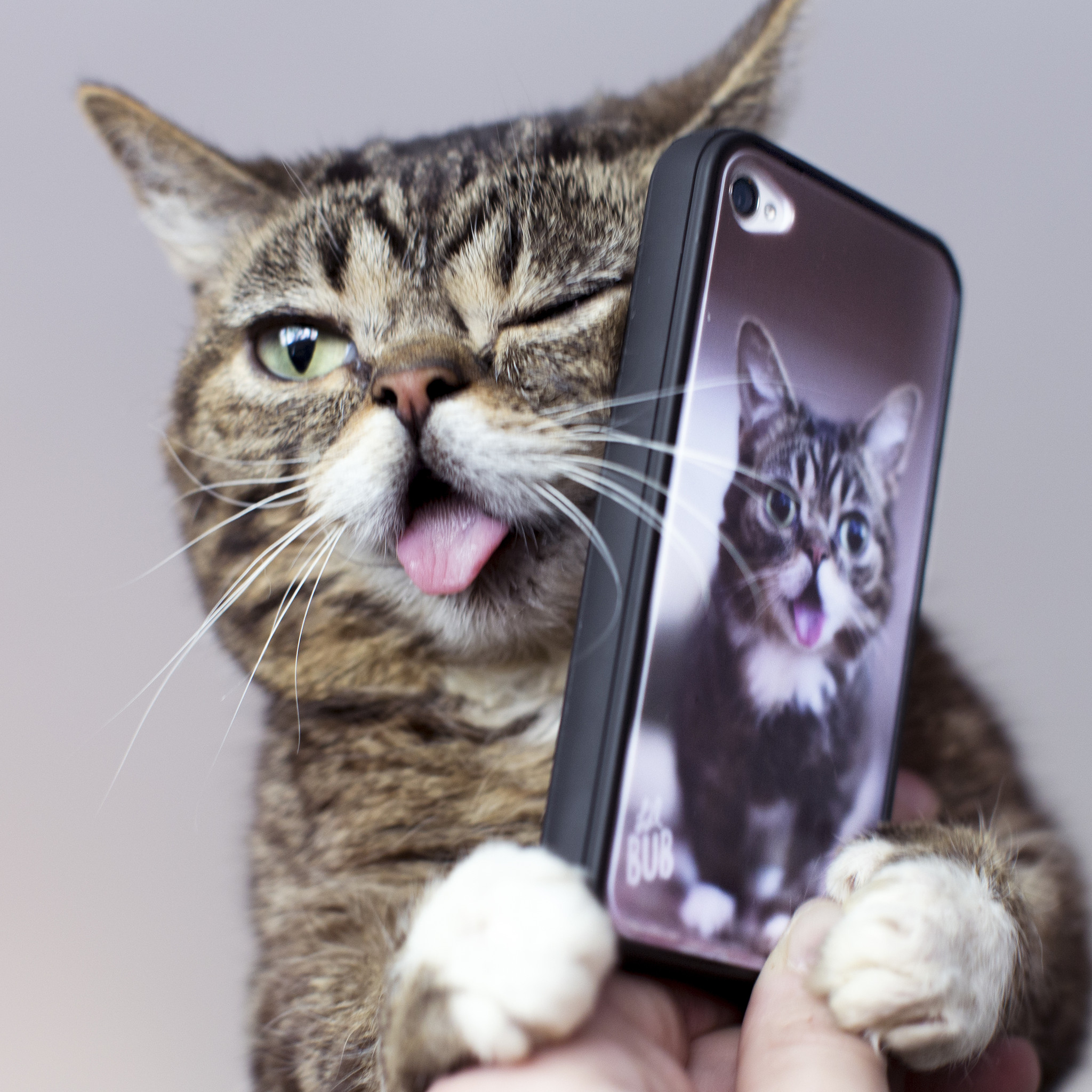 15 Most Famous Internet Cats Brain Berries DaftSex HD 15 Most Famous Internet Cats Brain Berries DaftSex HD