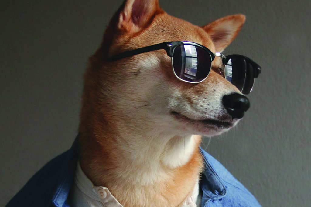 ≡ 10 Most Popular Internet Dogs Brain Berries