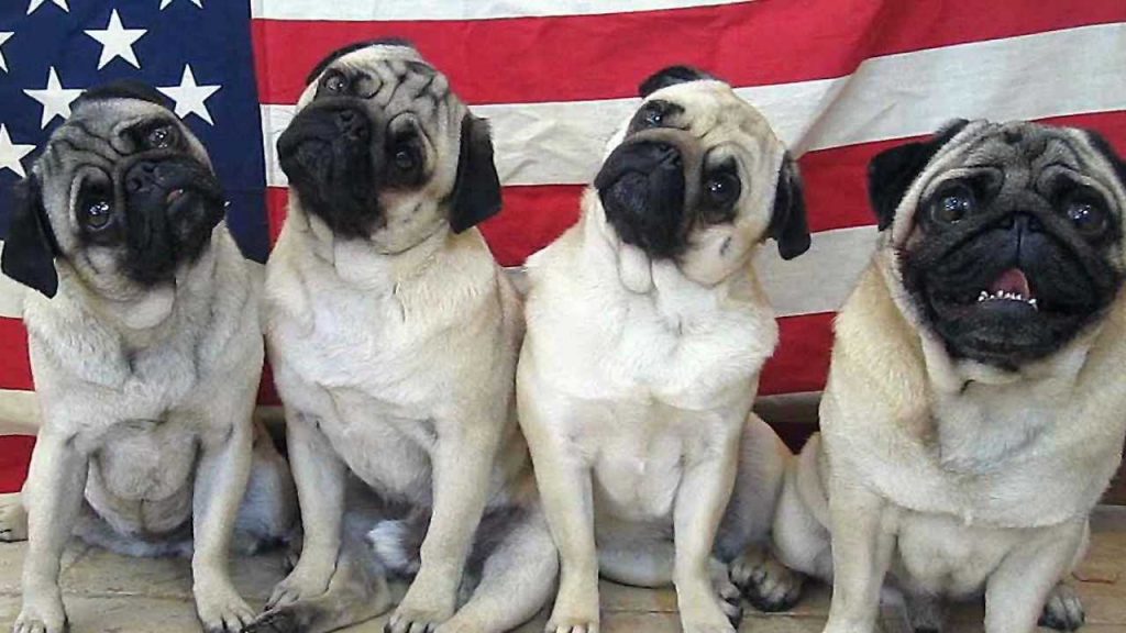 ≡ 10 Most Popular Internet Dogs Brain Berries