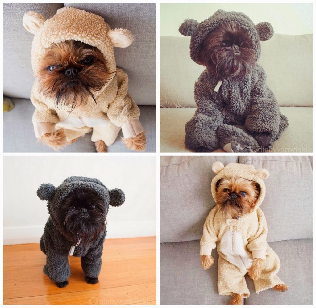 ≡ 10 Most Popular Internet Dogs Brain Berries