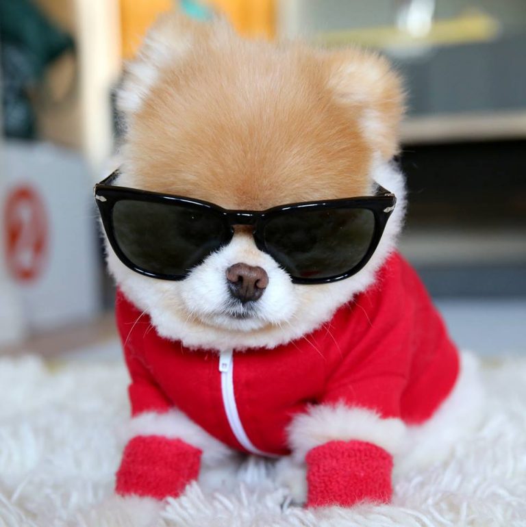 ≡ 10 Most Popular Internet Dogs Brain Berries