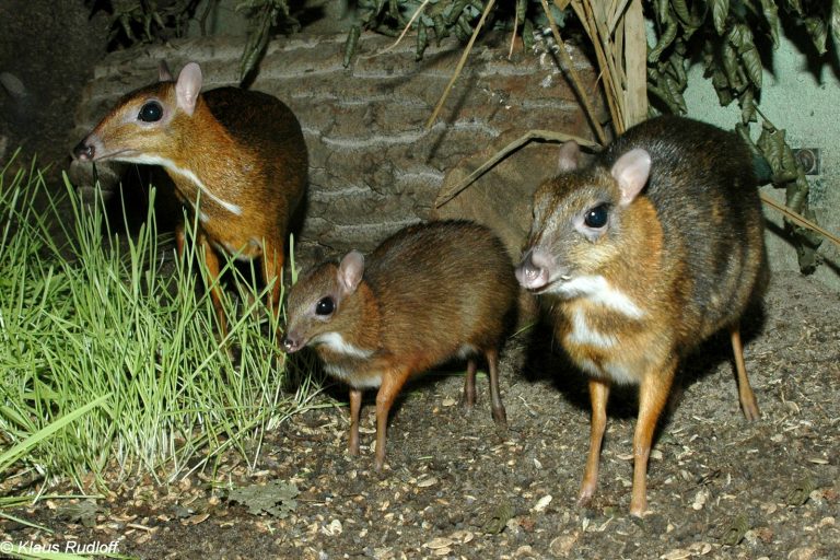 ≡ 7 Incredible Animals You Can Find Only in the Philippines Brain Berries