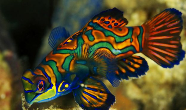 The Top 11 Most Beautiful Animals In The World