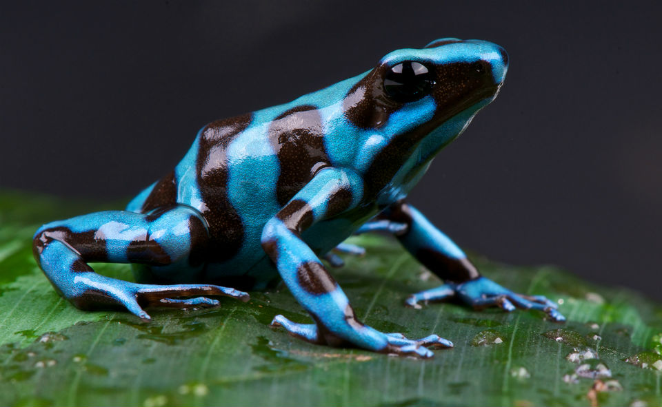 The Top 11 Most Beautiful Animals In The World Advertisements 