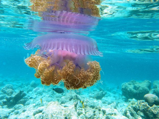 The Top 11 Most Beautiful Animals In The World