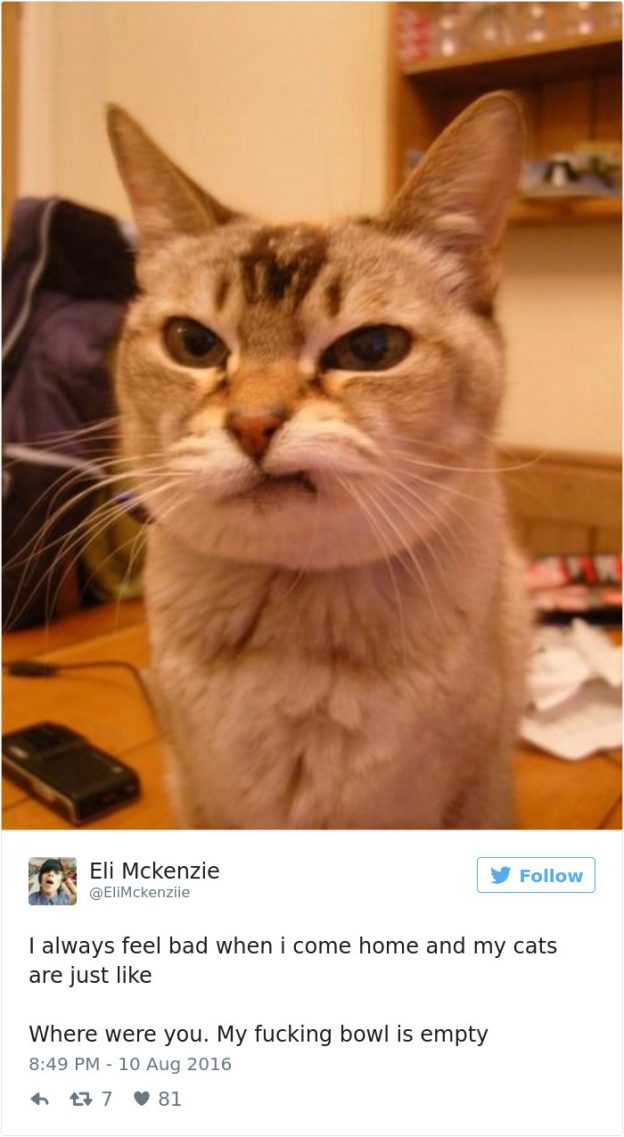 35 Most Meme-tastic Twitter Cats of 2016