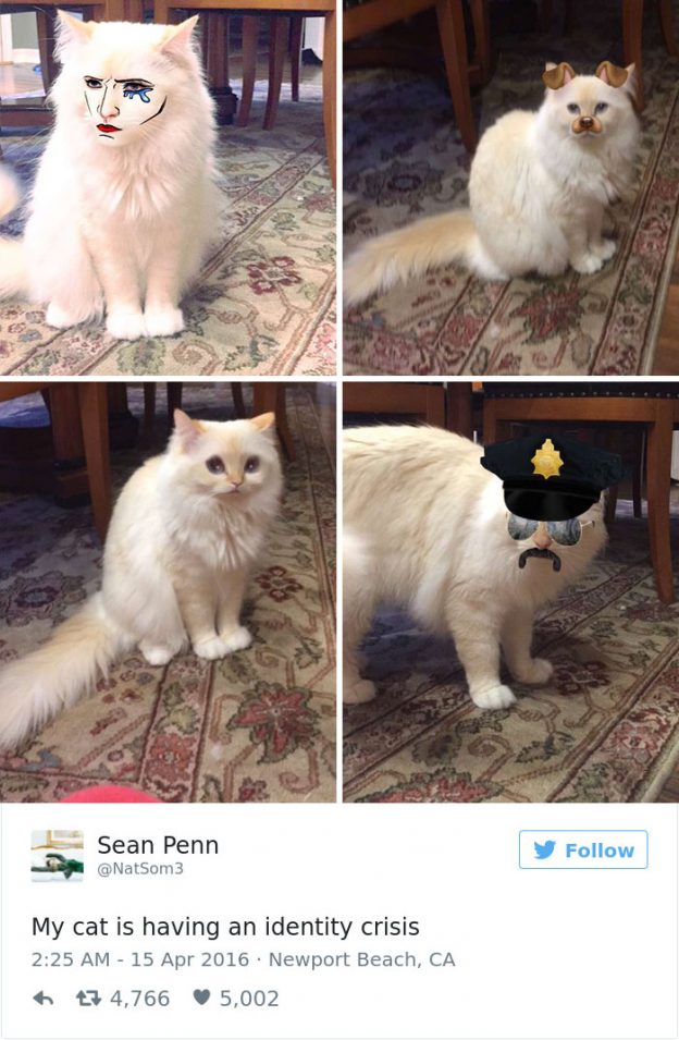≡ 35 Most Meme-tastic Twitter Cats of 2016 Brain Berries