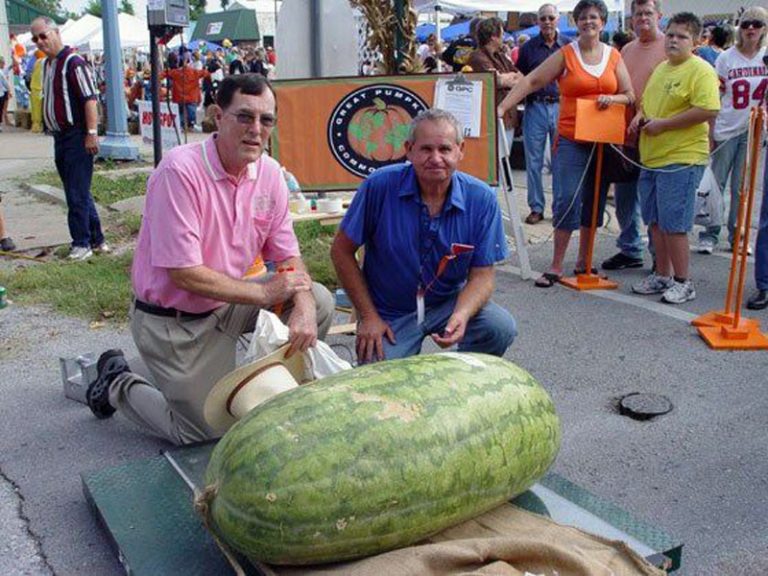 ≡ Top 10 Largest Veggies and Fruits in the World Brain Berries