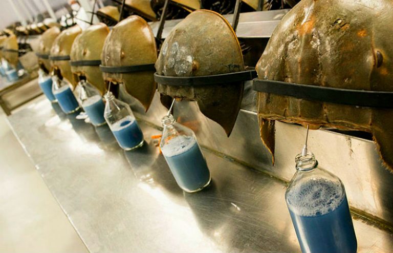 ≡ 10 Most Expensive Liquids In The World Brain Berries