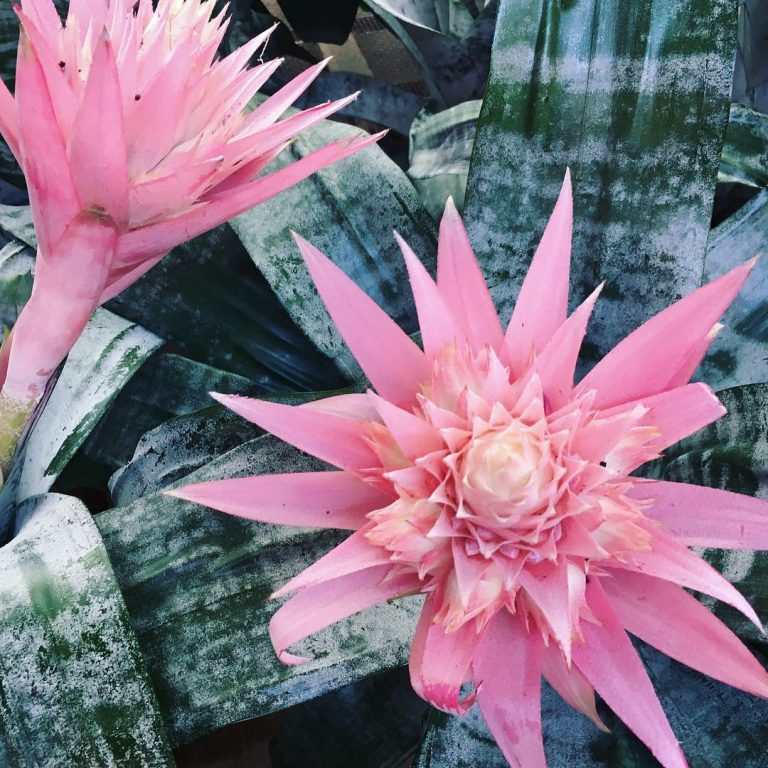 Pink Pineapples Exist And You Didn’t Tell Me About It First