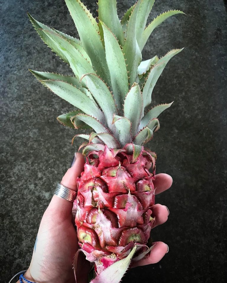 Pink Pineapples Exist And You Didn’t Tell Me About It First