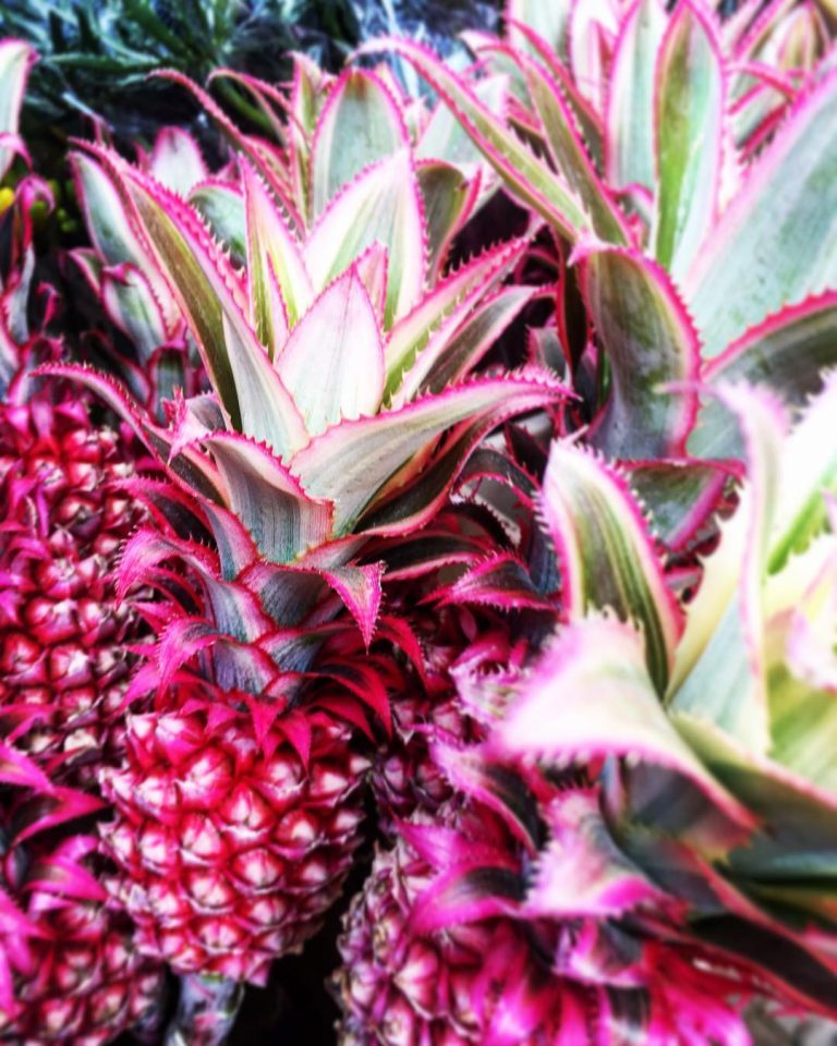 ≡ Pink Pineapples Exist And You Didn’t Tell Me About It First Brain Berries