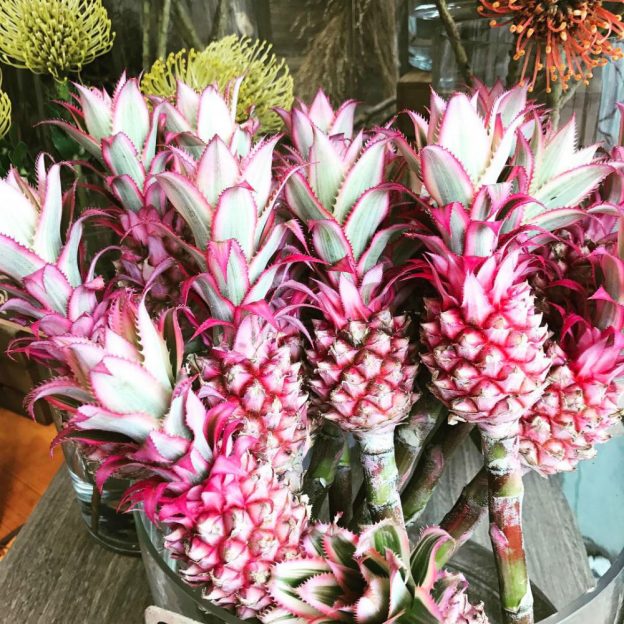 Pink Pineapples Exist And You Didn’t Tell Me About It First