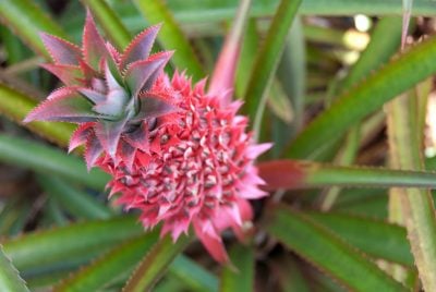 Pink Pineapples Exist And You Didn’t Tell Me About It First