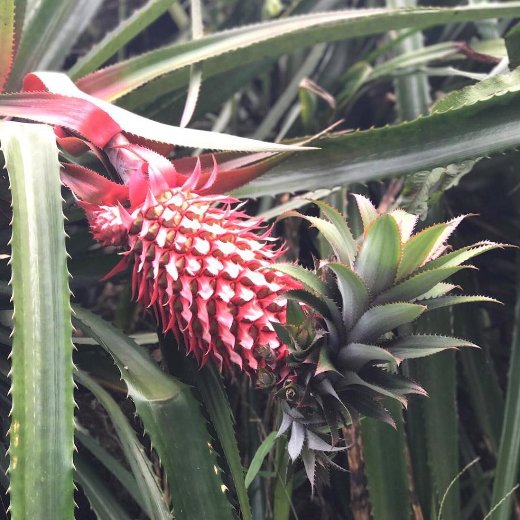 Pink Pineapples Exist And You Didn’t Tell Me About It First