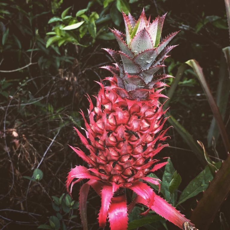 Pink Pineapples Exist And You Didn’t Tell Me About It First
