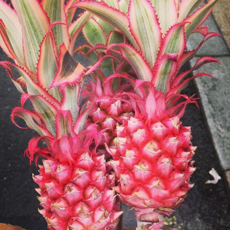 Pink Pineapples Exist And You Didn’t Tell Me About It First