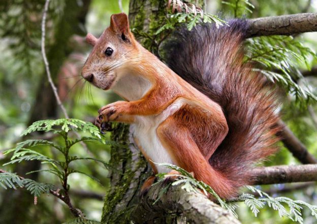 Genius Artists Turns Real-Life Animals Into Minecraftean Freaks